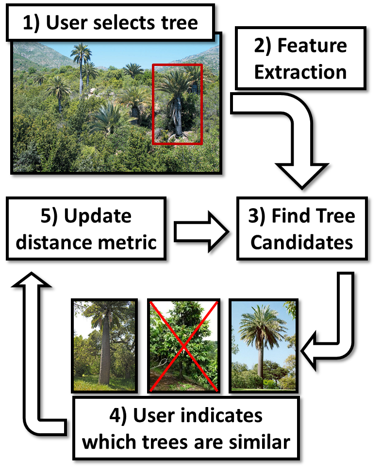 Human-in-the-loop fine-grained object recognition | IU Computer Vision Lab